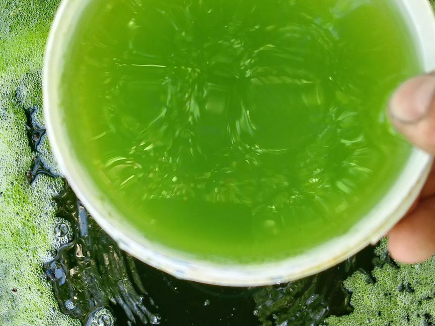 Хлорелла для водоемов
