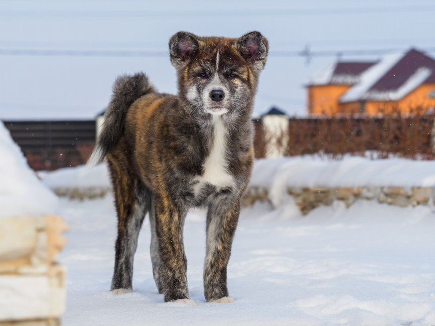Щенки акита ину