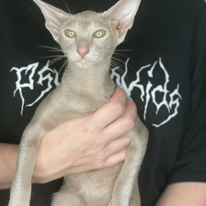 Ориентальная