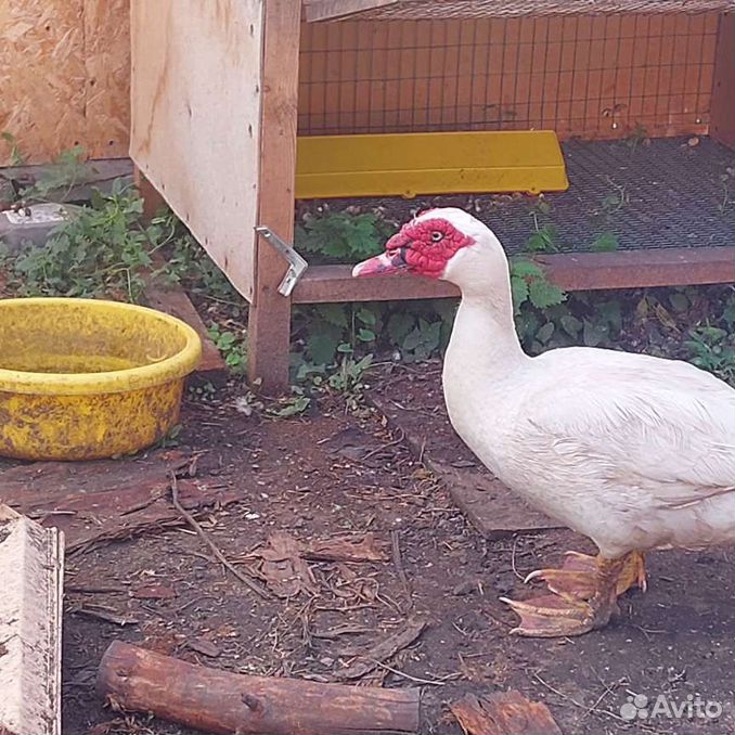 Индоутки, пара