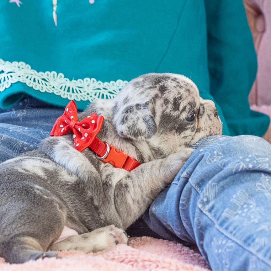 Лиловая красотка может быть ваша