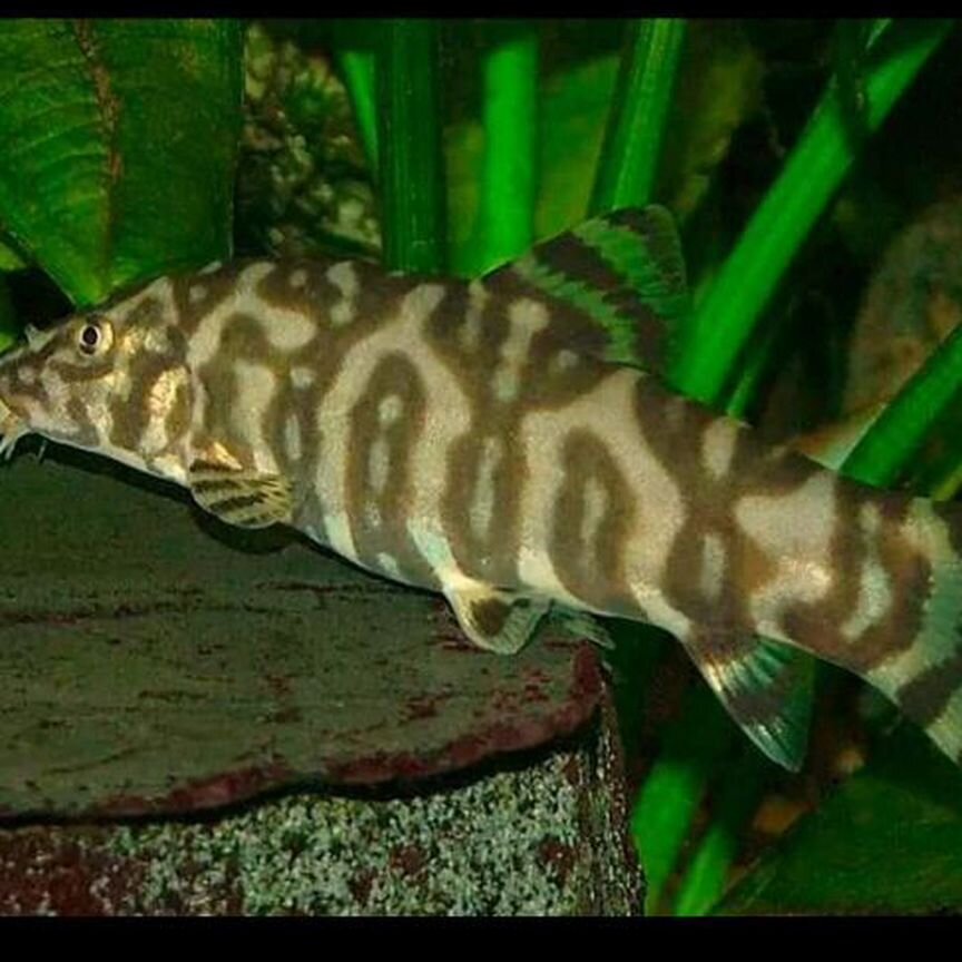 Боция мраморная