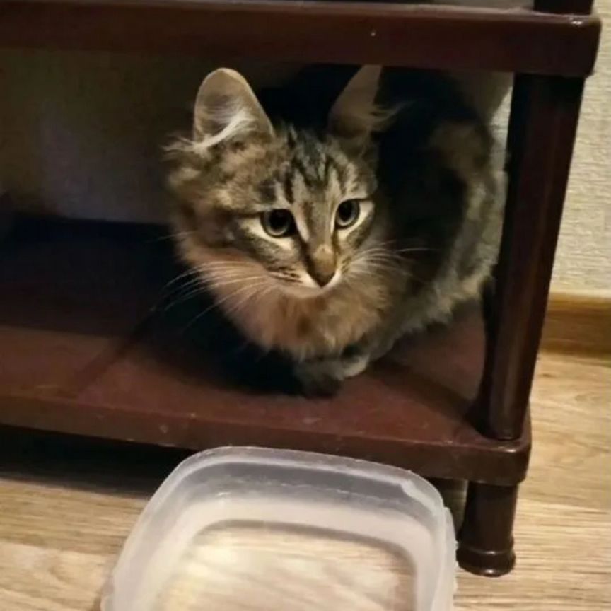 Котенок в добрые руки