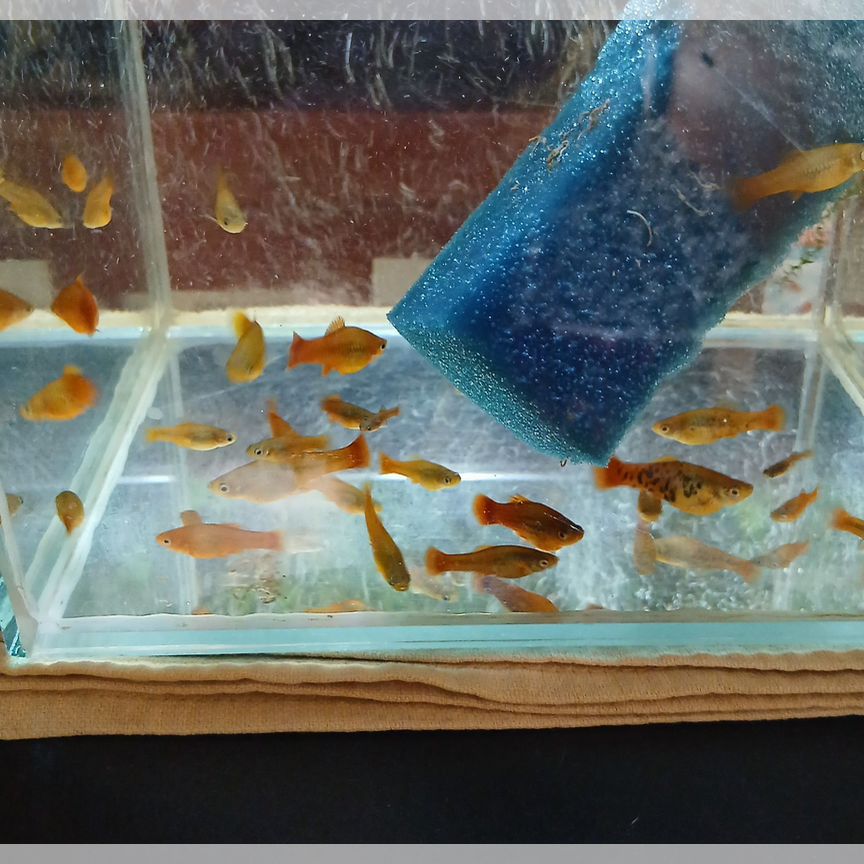 Рыбки пецилии (забронированы)