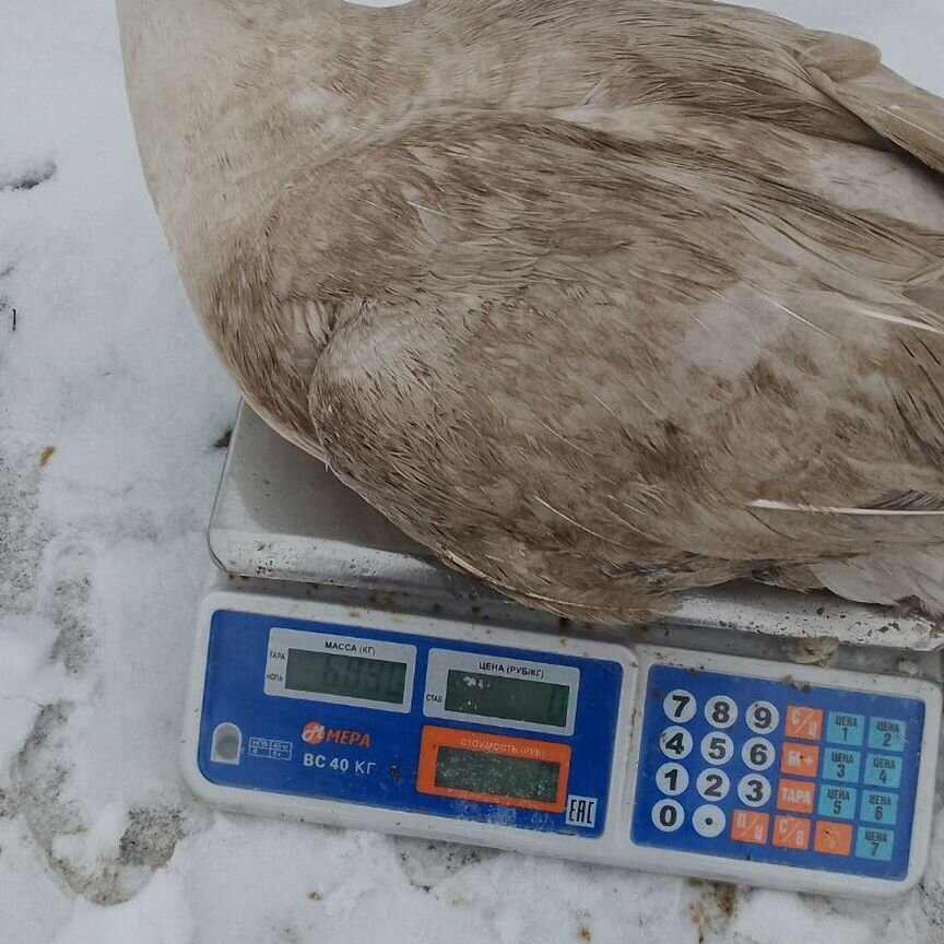 Селезень тяжеловес