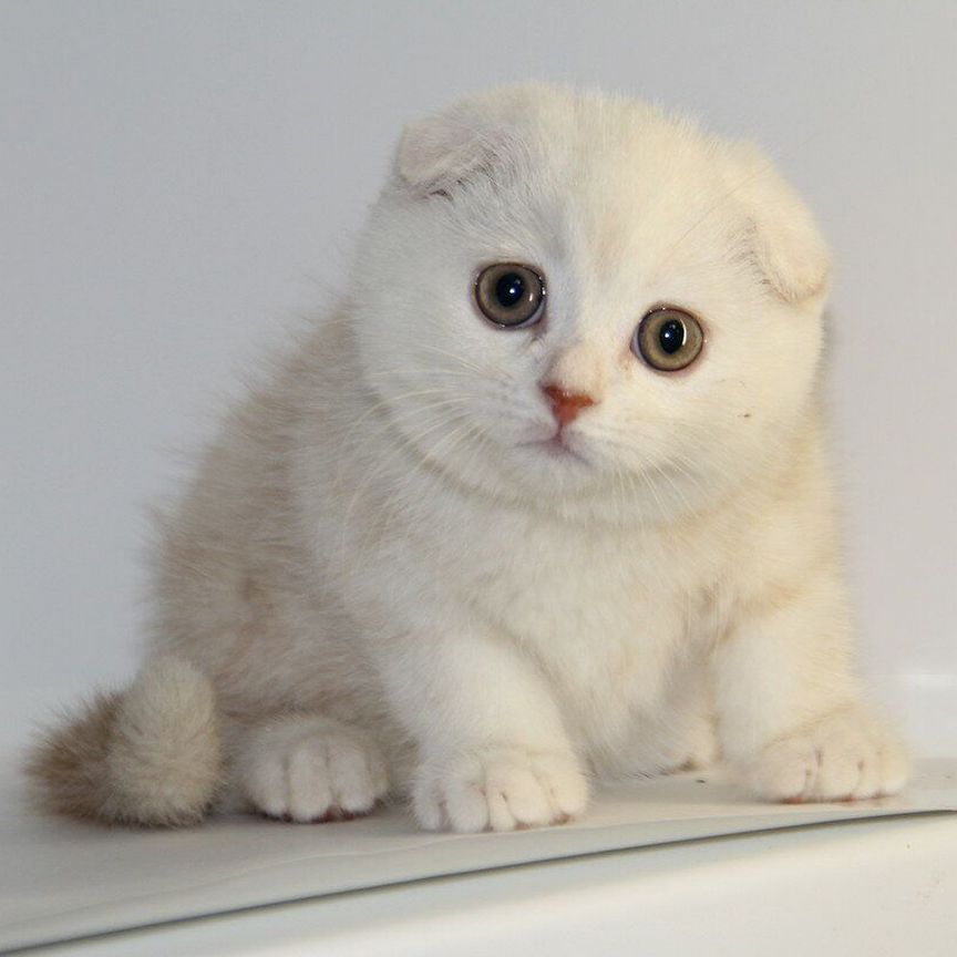 Серебристые шотландские вислоушки, можно забирать