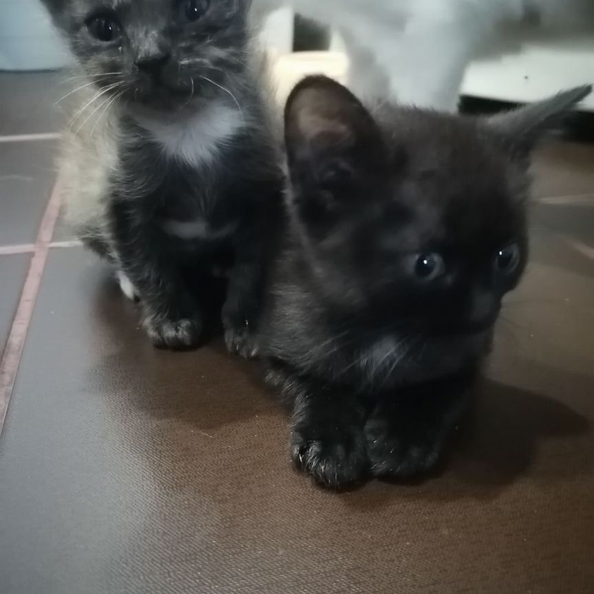 Котята в добрые руки бесплатно за шоколадку