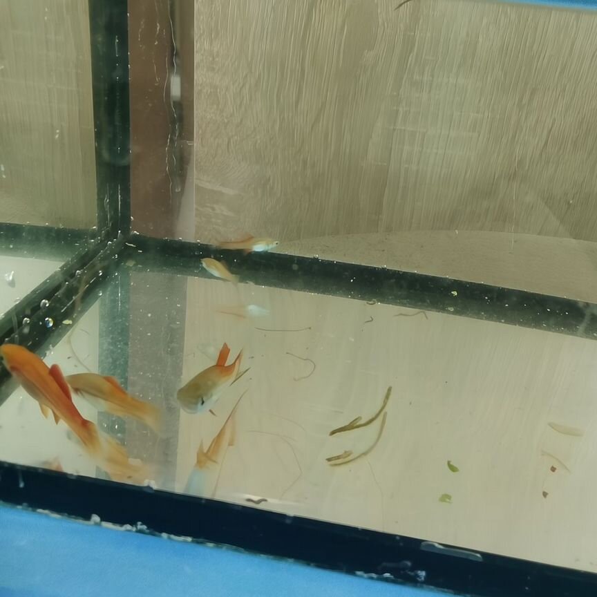 Меченосец мальки 7шт