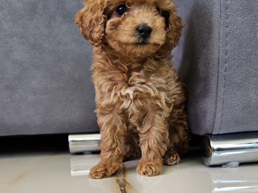 Той-пудель Карликовый пудель