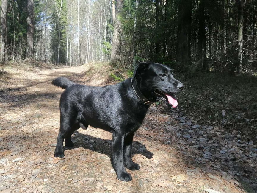 Лобрадор вязка