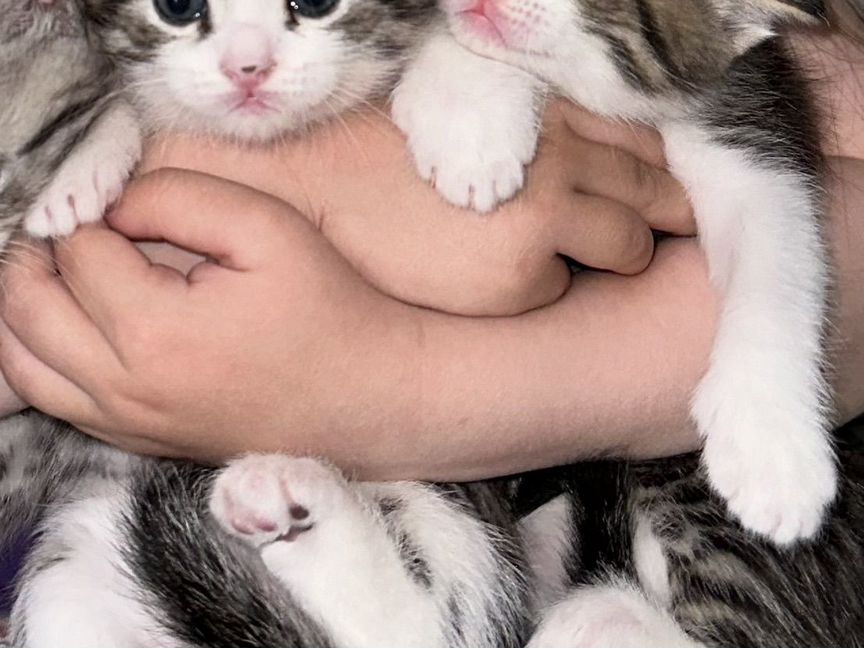 Котята в добрые руки 1 месяц