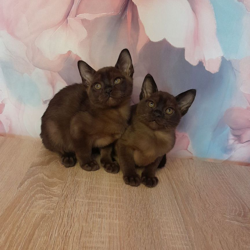 Котята европейской бурмы