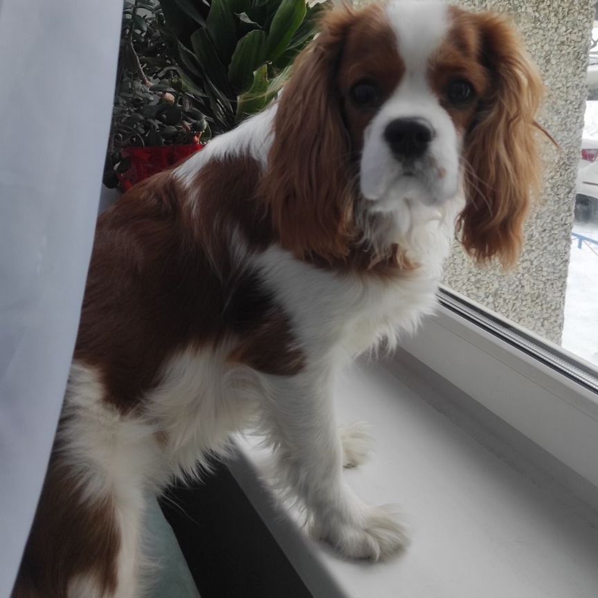 Кавалер кинг-чарльз-спаниель, щенок