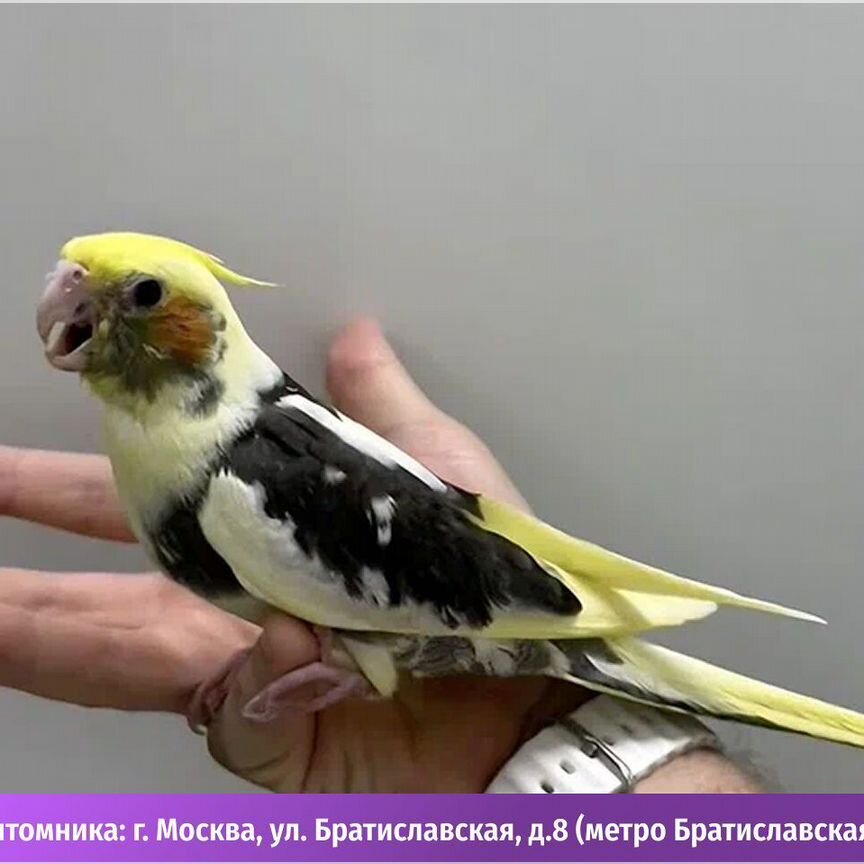 Попугай Карелла подросток