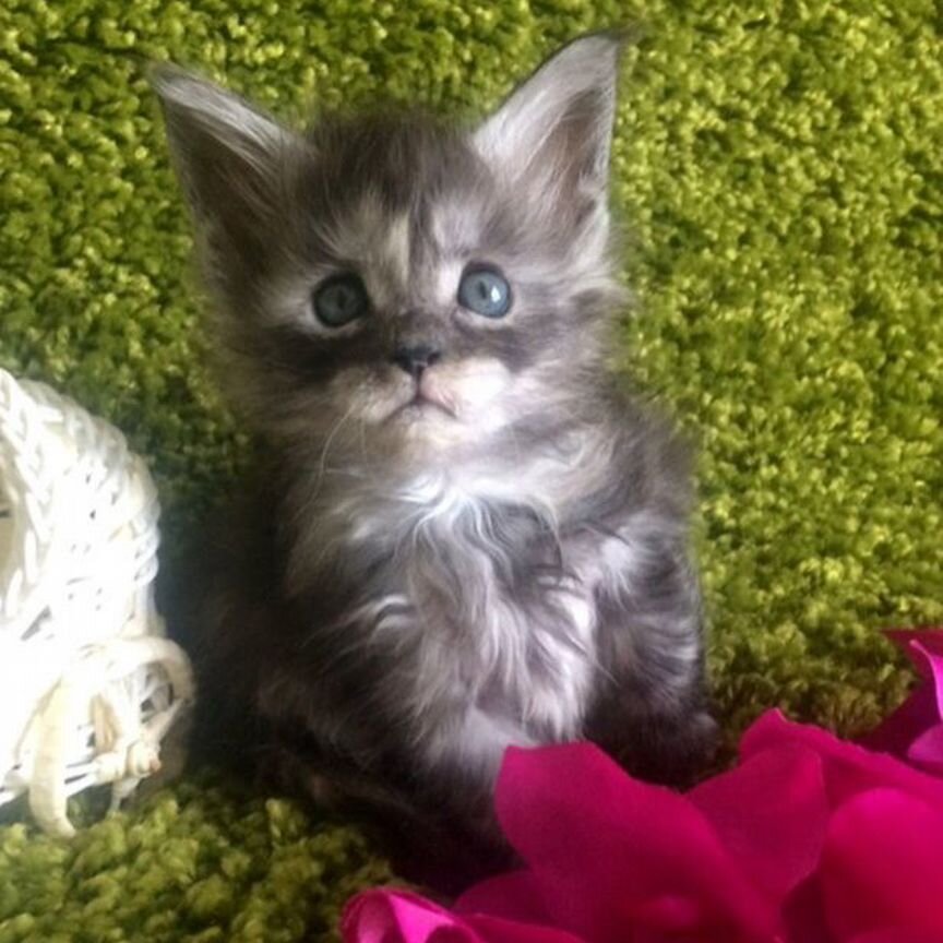 Котята Мэйн кун