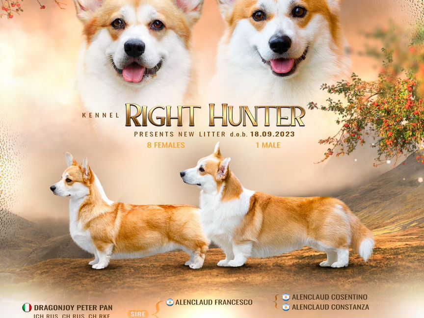 Щенки вельш-корги пемброк