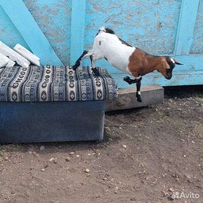 Камерунская козочка