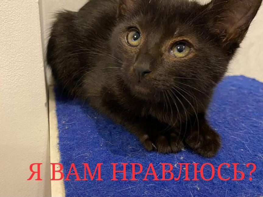 Котёнок Наоми, 2.7 мес., чёрная