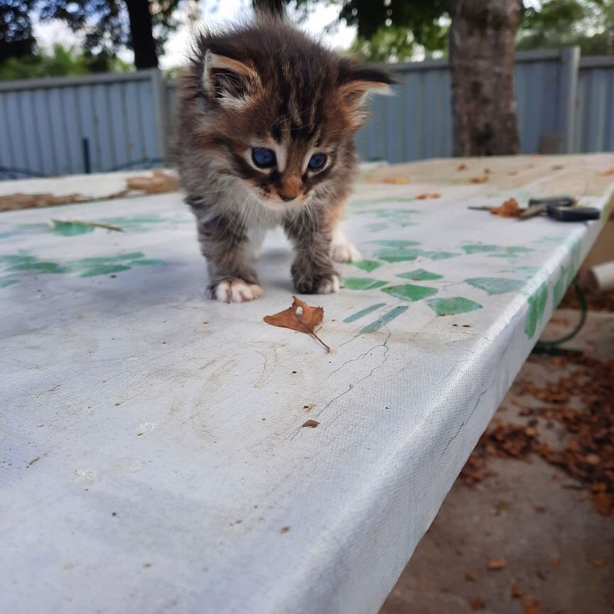 Котята в добрые руки бесплатно