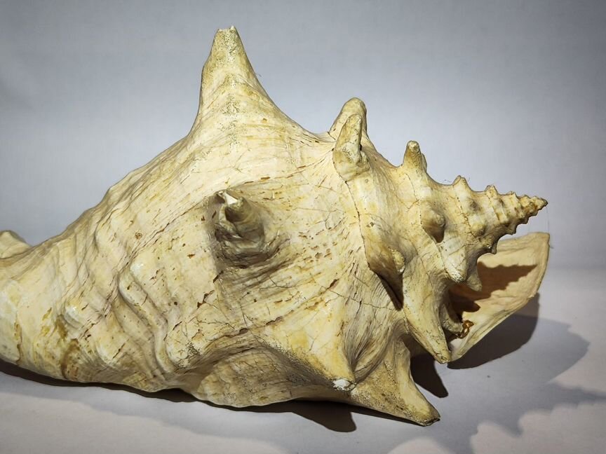 Ракушки для аквариума