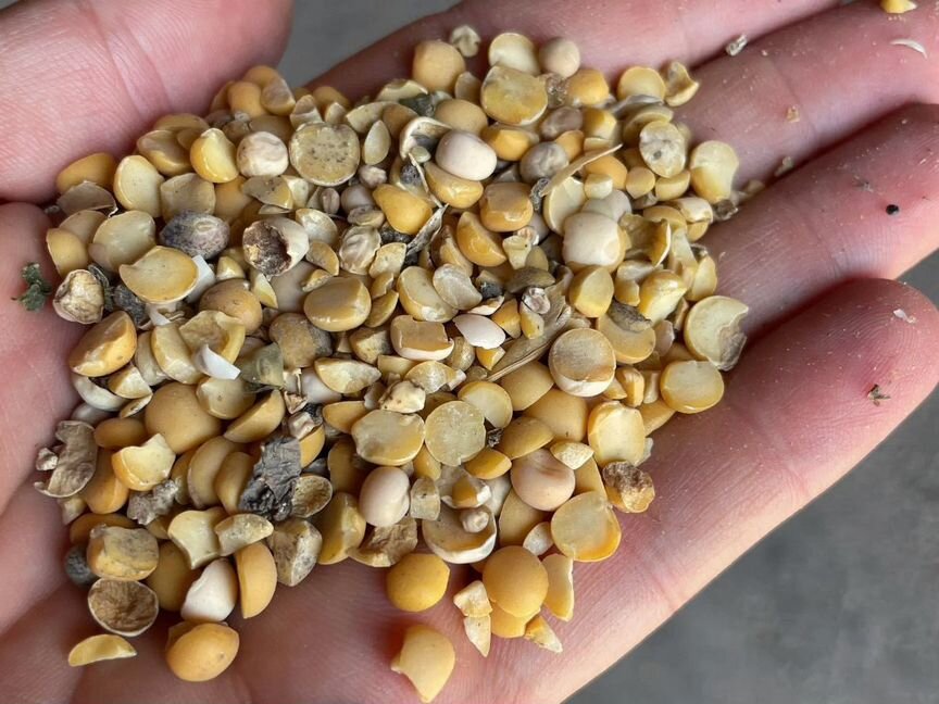 Гречиха, Кормовой овёс на корм/посев