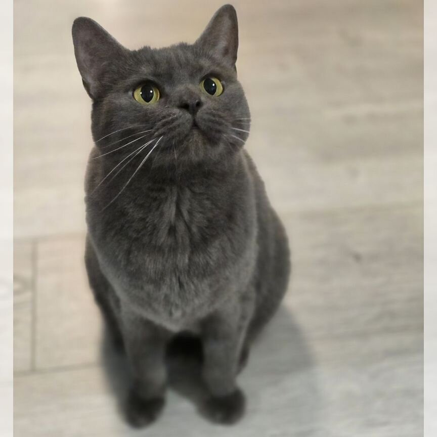 Британская короткошёрстная, взрослая кошка