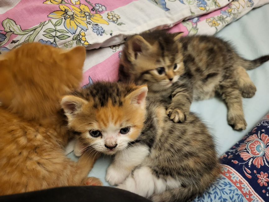 Котята в добрые руки