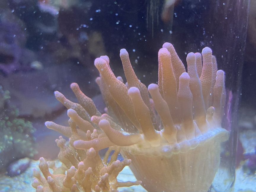 Актиния пузырчатая, 2 детки