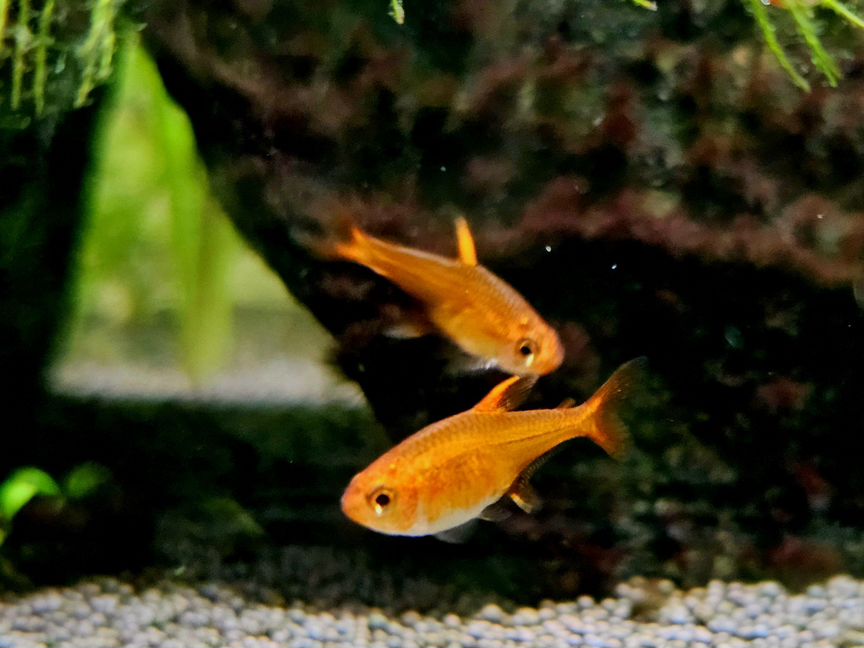 Тетра аманда