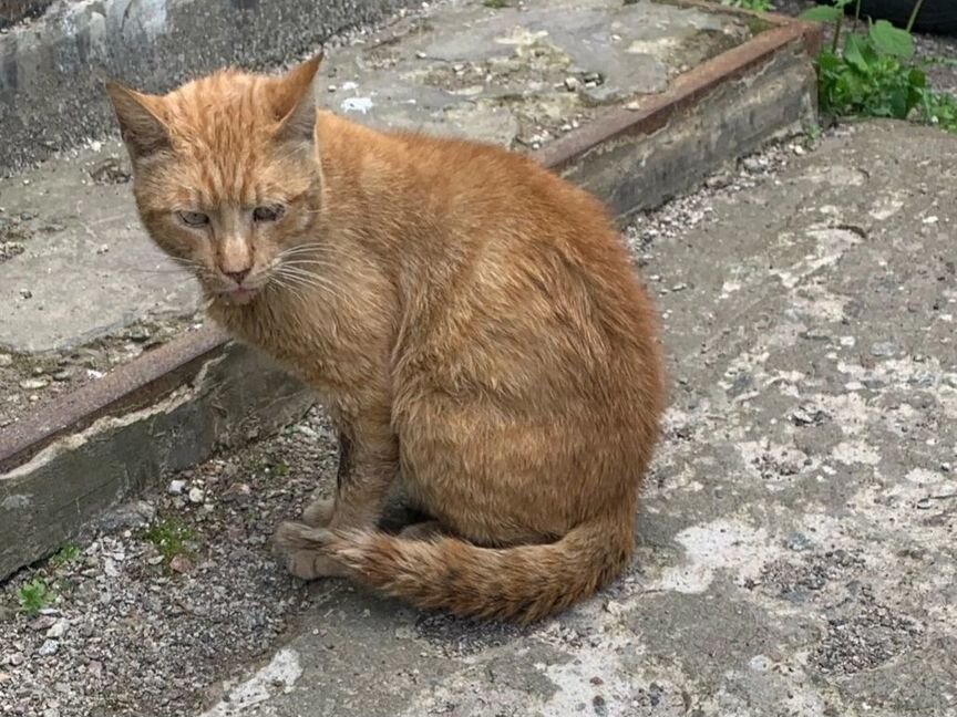 Кот не ест.Нужен куратор, лечение или дом