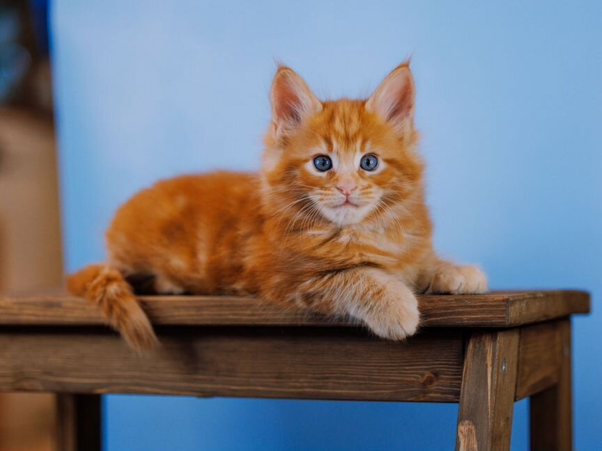 Рыжие мальчишки мейн-кун