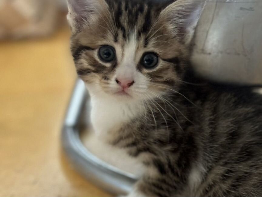 Котенок мальчик в дар