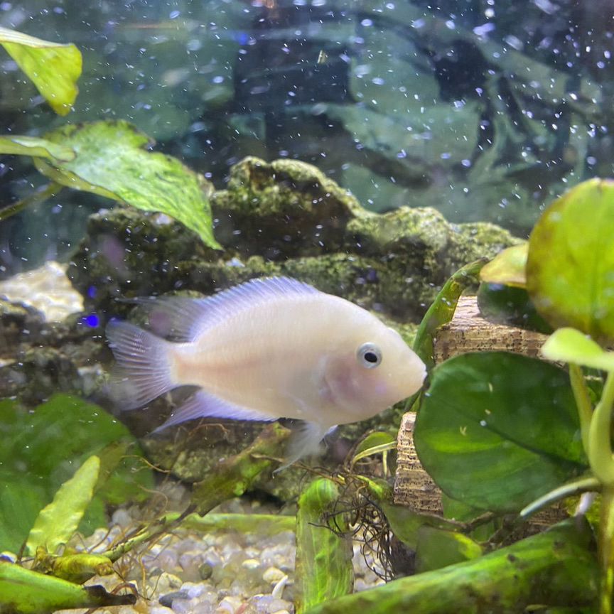 Аквариумные рыбки бесплатно