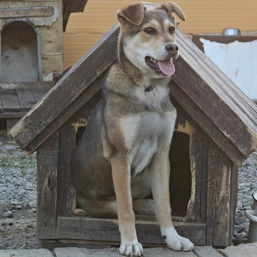 Взрослая собака в добрые руки