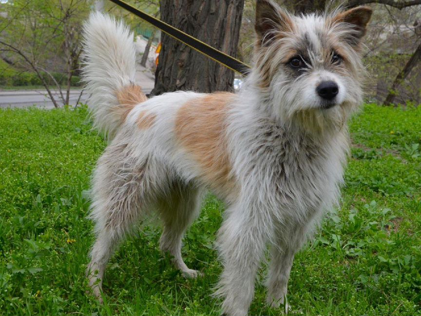 Баффи в поисках дома