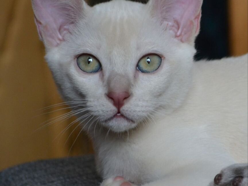 Тонкинский котик
