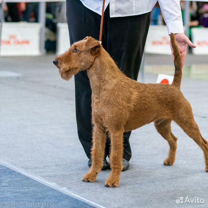 Жесткошерстный ирландский терьер