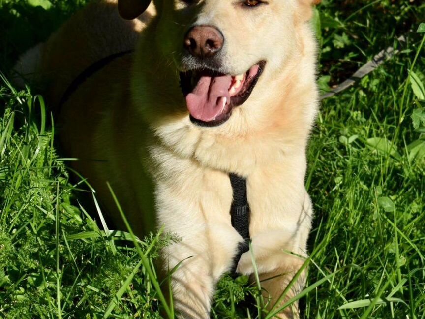 Щенок мальчик Гектор 8 мес