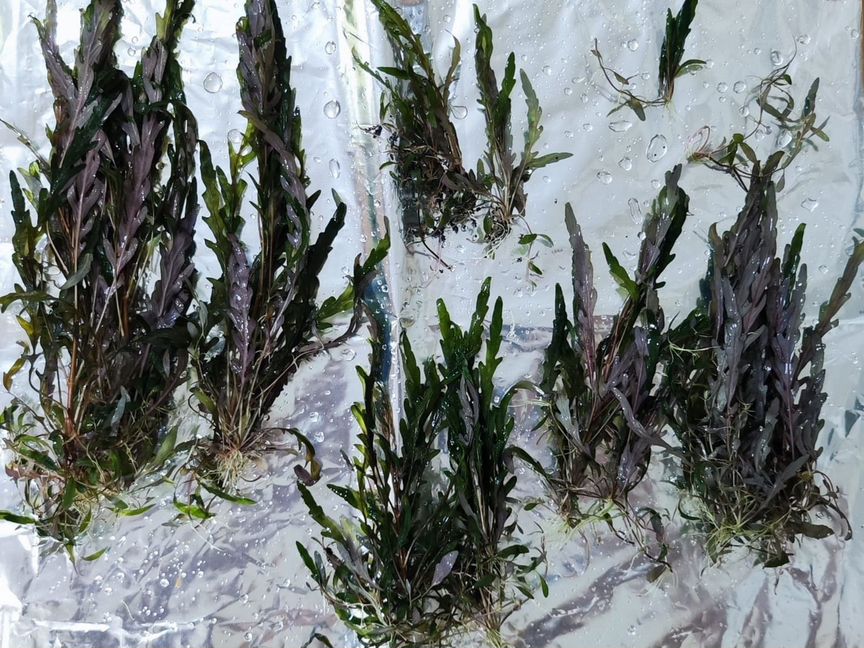 Гигрофила пиннатифида