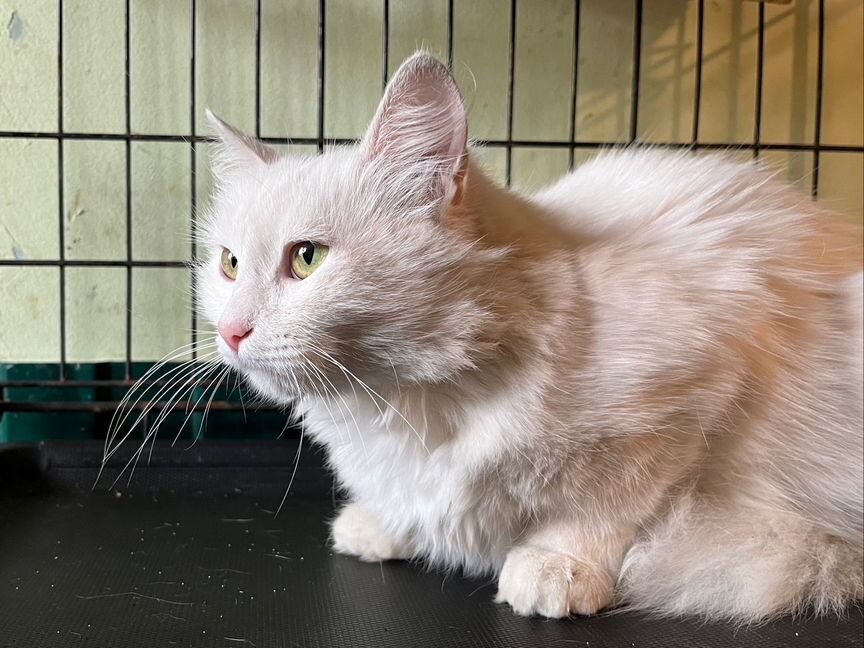 Белая Кошечка ищет дом