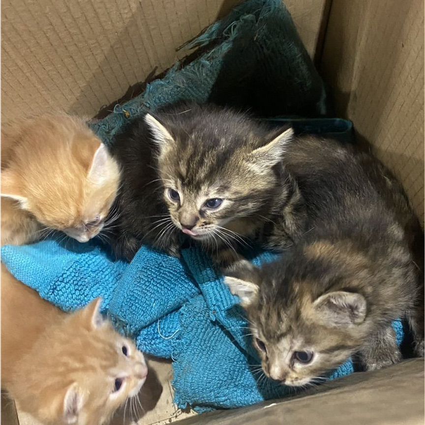 Котята отдам в добрые руки бесплатно