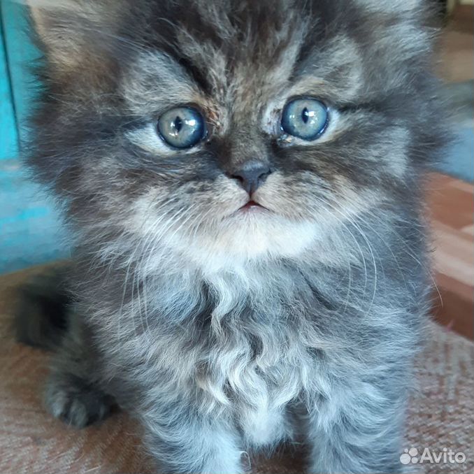 Очаровательный длинношерстный британец