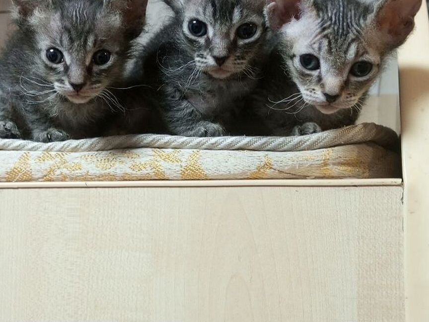 Сфинкс котята