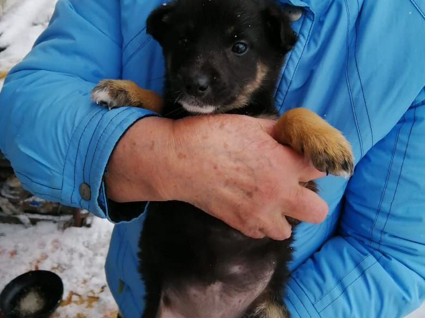 9 щенков без мамы мёрзнут на улице