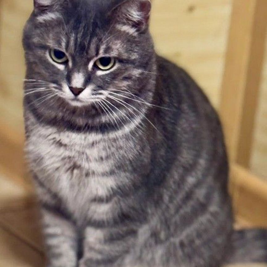 Красавчик Вусти из Лесного приюта ждёт вас