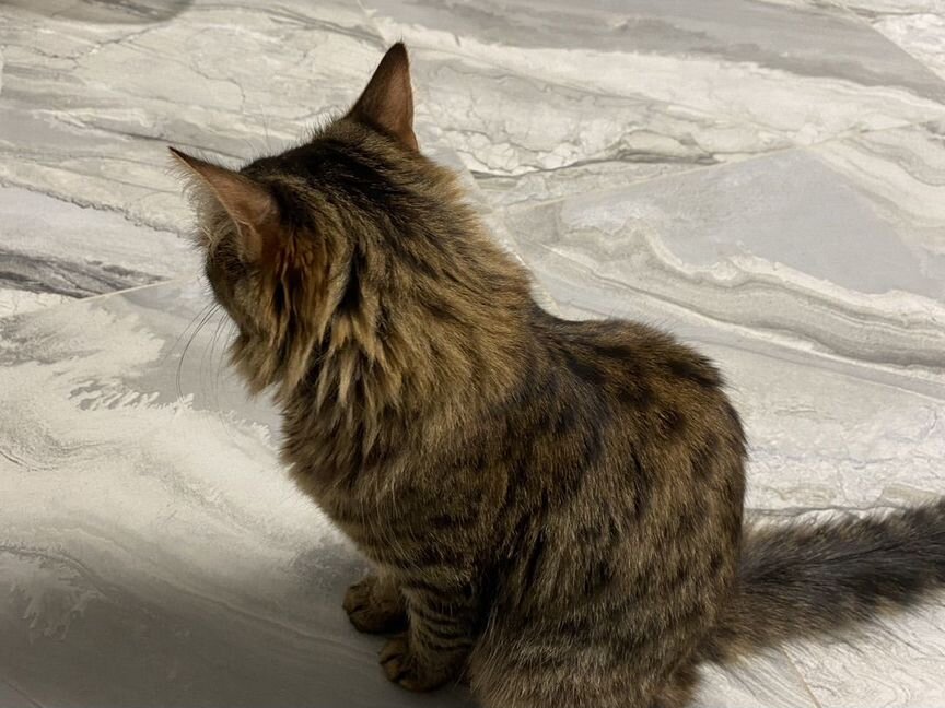 Бенгальская кошка в добрые руки