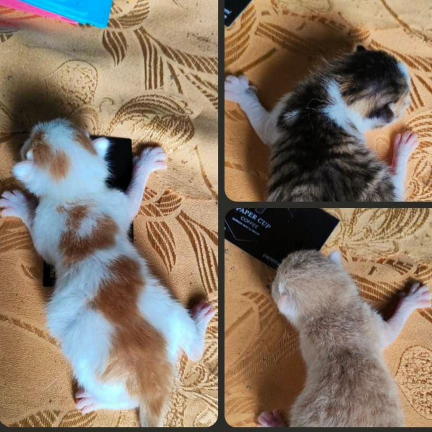 Котята в добрые руки