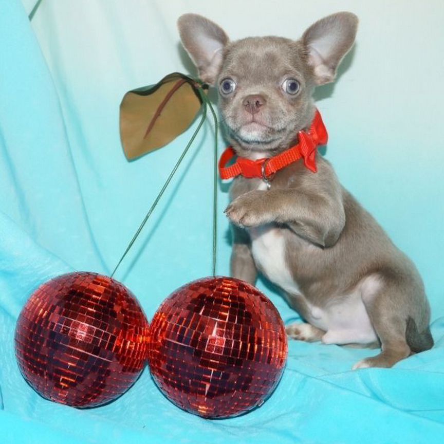 Чихуахуа, щенок