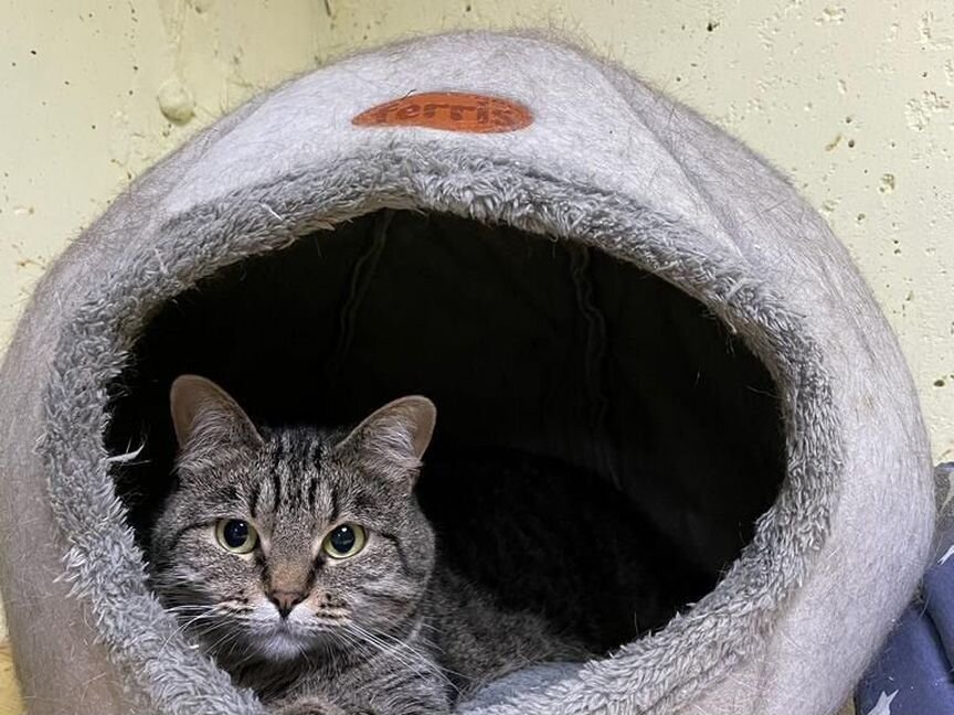 Кошечка Малинка