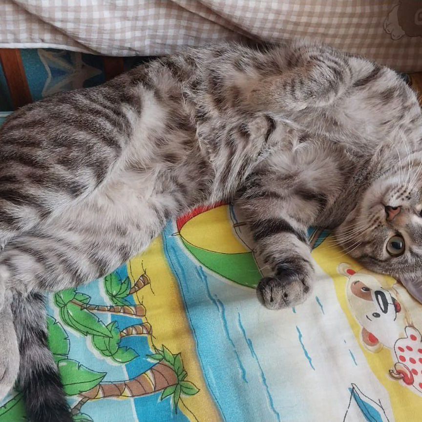 Котёнок